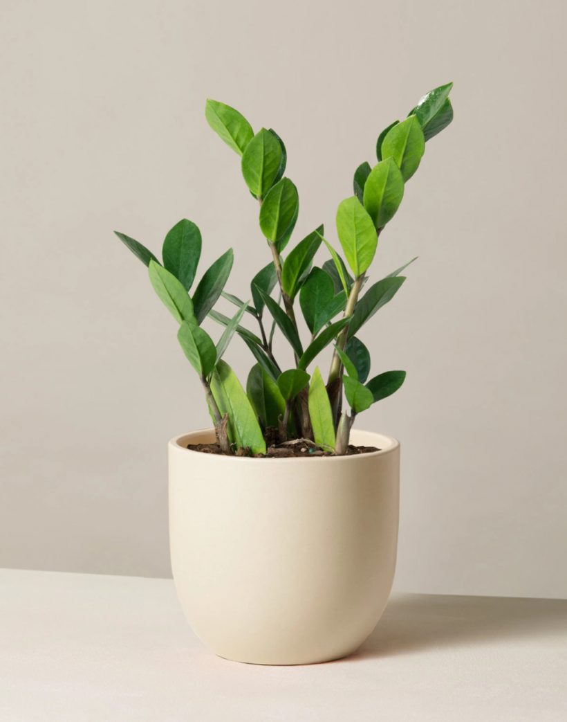 The Most Popular Houseplants of 2021—Did Your Favorite Make the List?