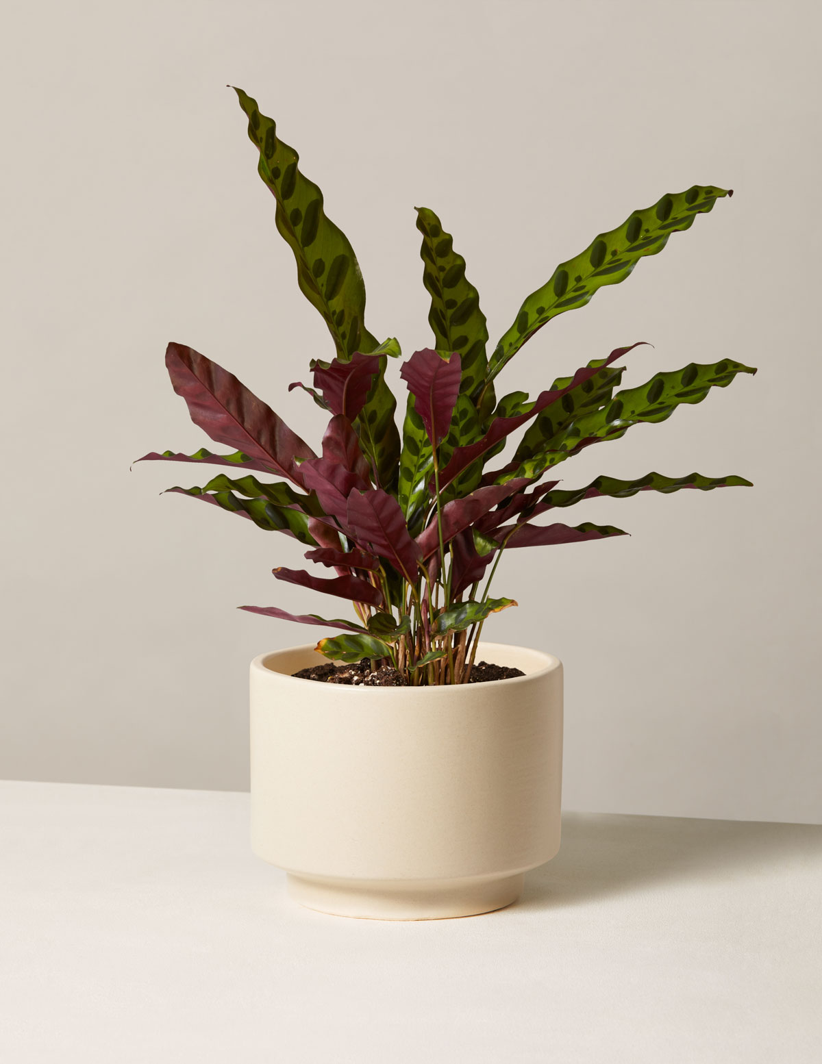 14 Pet-Friendly Houseplants That Are Safe for Cats and Dogs
