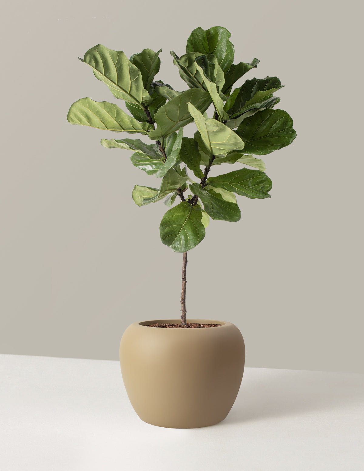 Large Fiddle Leaf Fig Tree, The Sill - Camille Styles