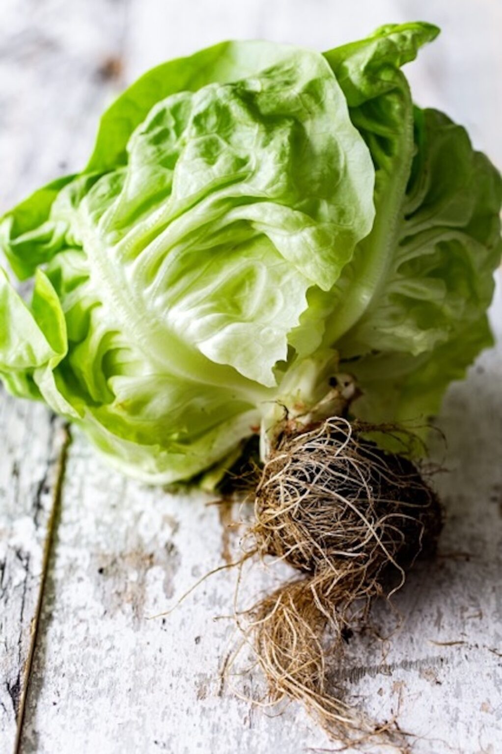 19 Lettuce Wrap Recipes You'll Want to Devour ASAP